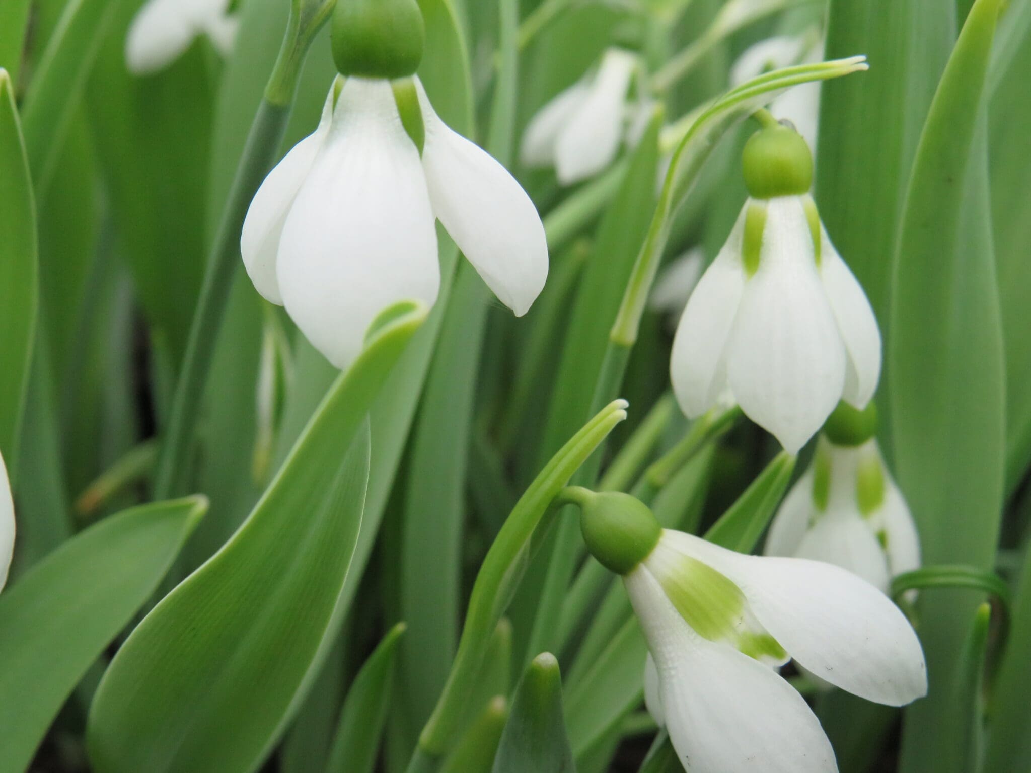 Giant Snowdrop Bulbs | Turf Online