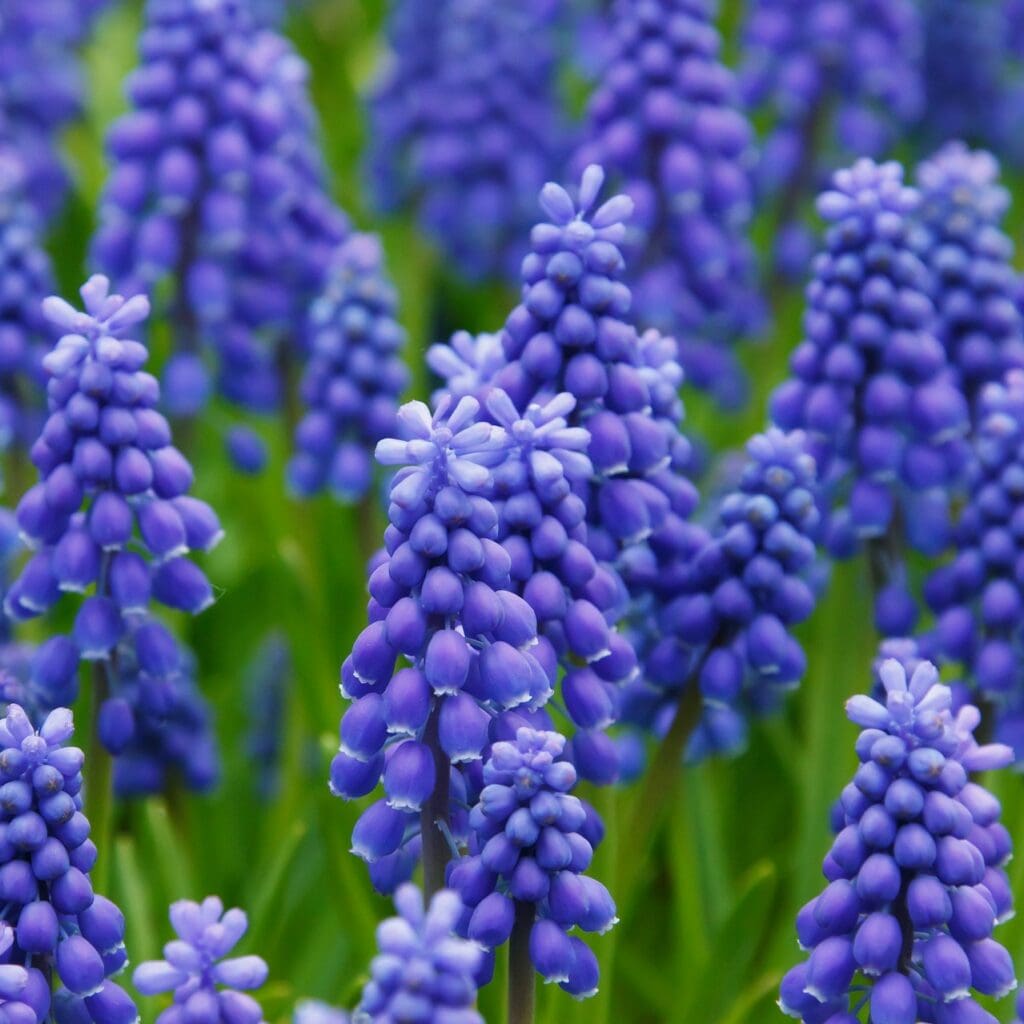 Grape Hyacinth Bulbs | Turf Online