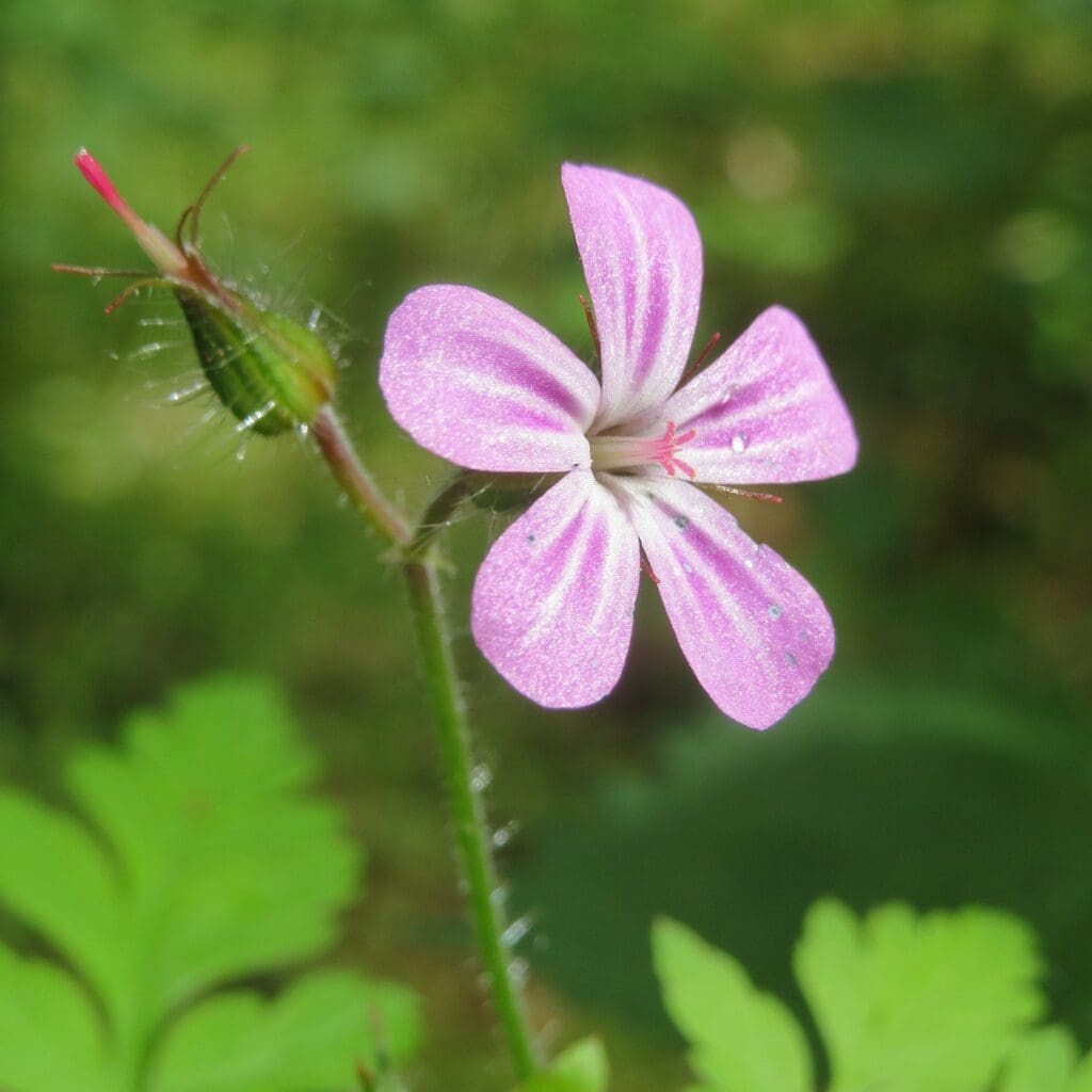Herb Robert Seeds, Plugs & Pots | TurfOnline