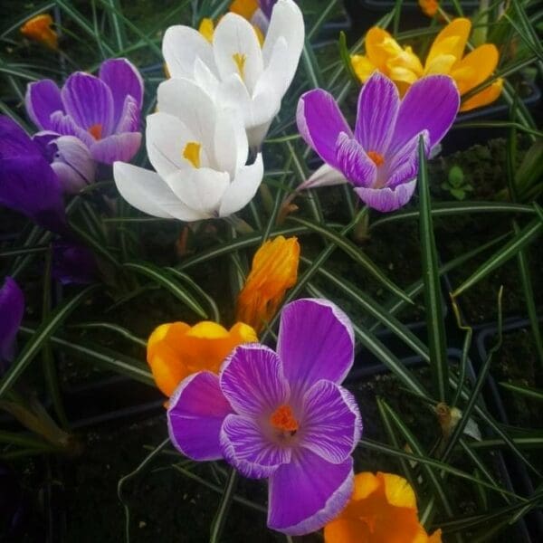 Large Flowering Crocus Bulbs | Turf Online