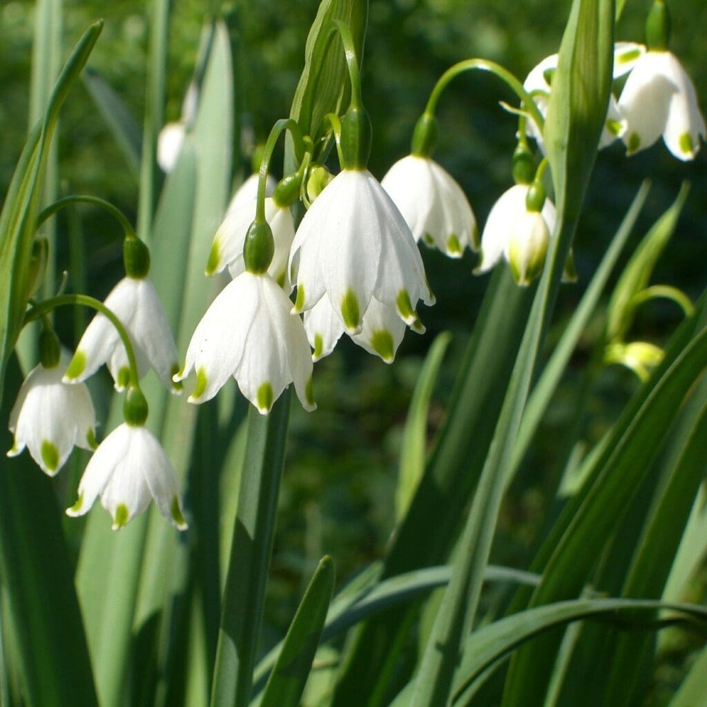 Spring Snowflake Bulbs | Turf Online