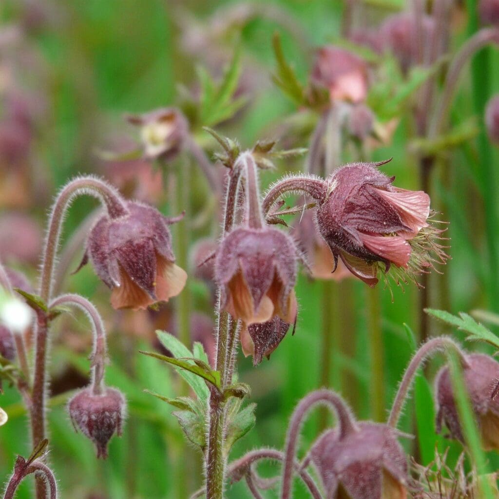 Water Avens Seeds, Plugs & Pots | Turf Online
