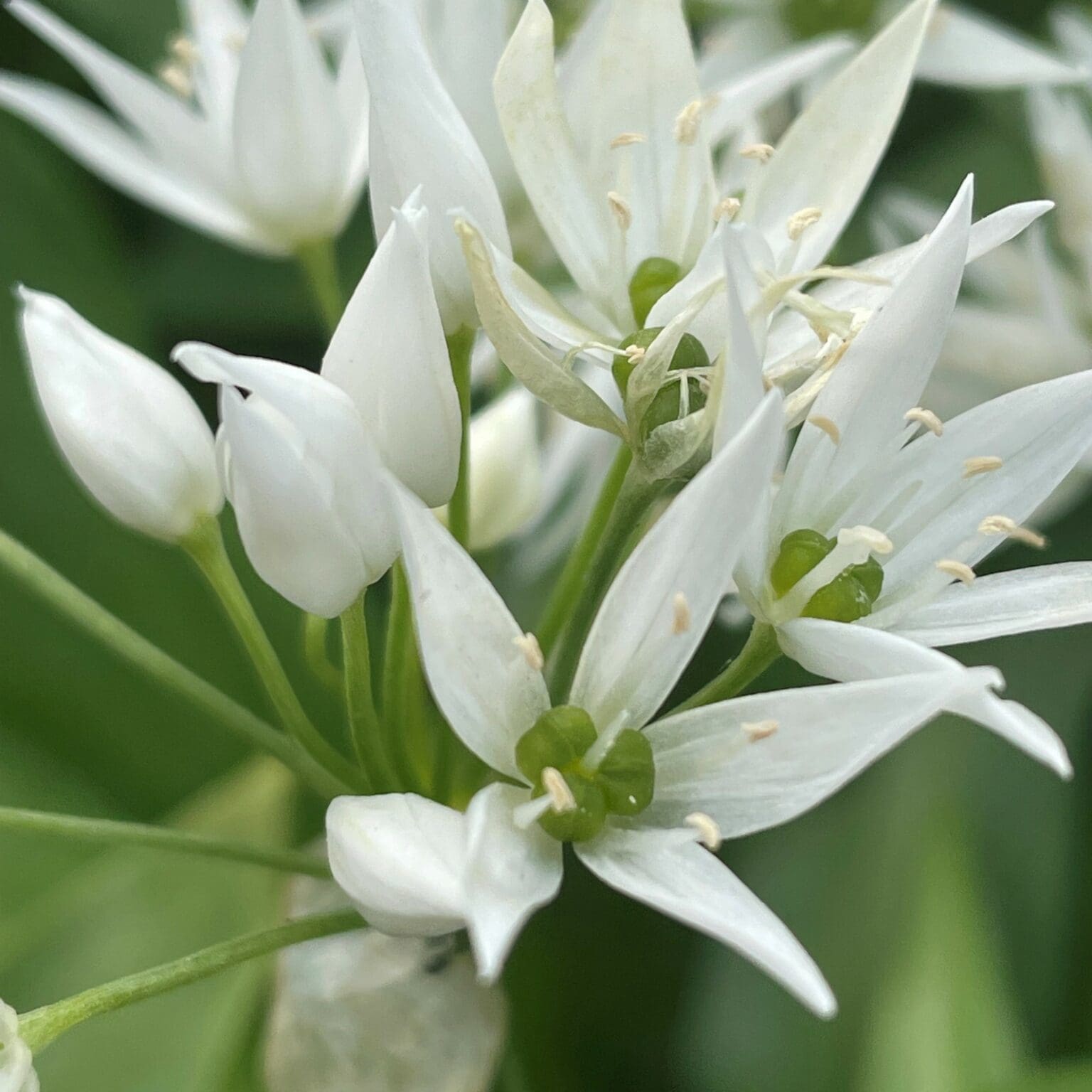 Wild Garlic Bulbs | Turf Online