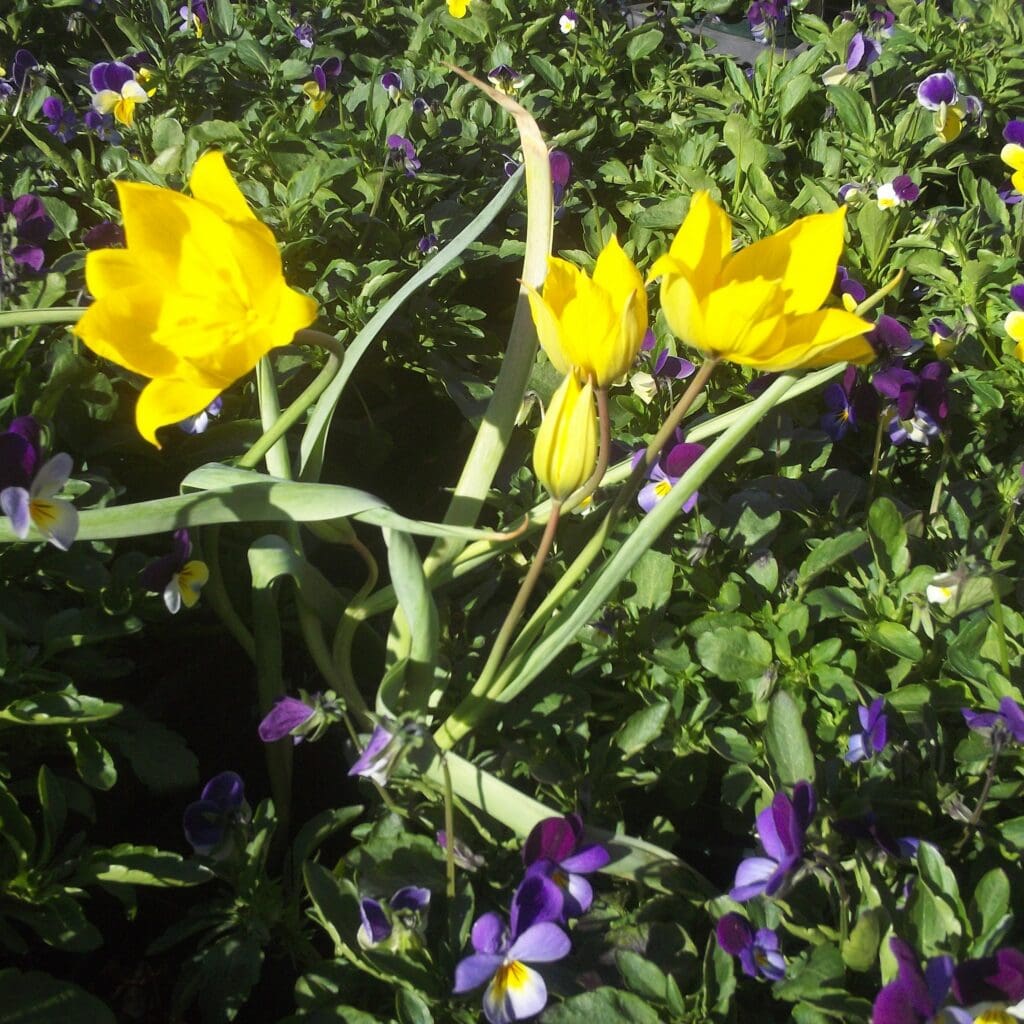 Wild Tulip Bulbs | Turf Online