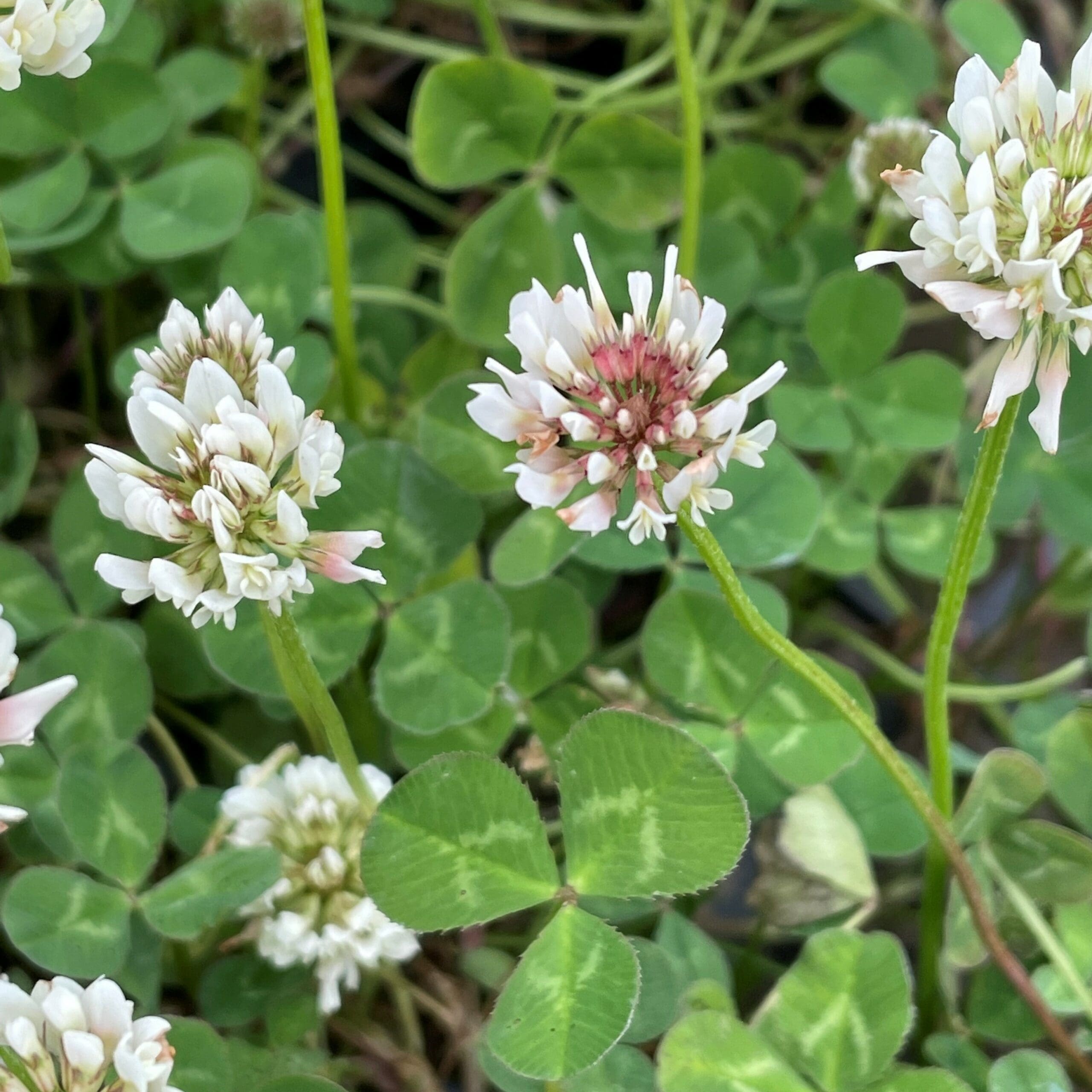Wild White Clover Seeds, Plugs & Pots | Turf Online
