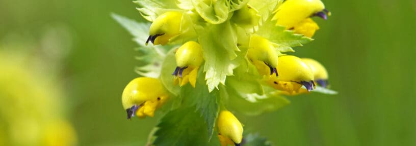 The marvel of Yellow Rattle | Turf Online