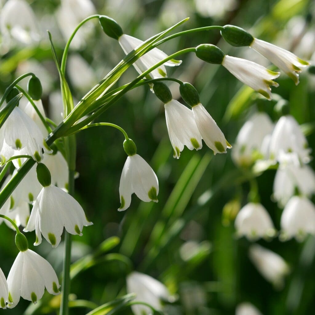 Summer Snowflake Bulbs | Turf Online