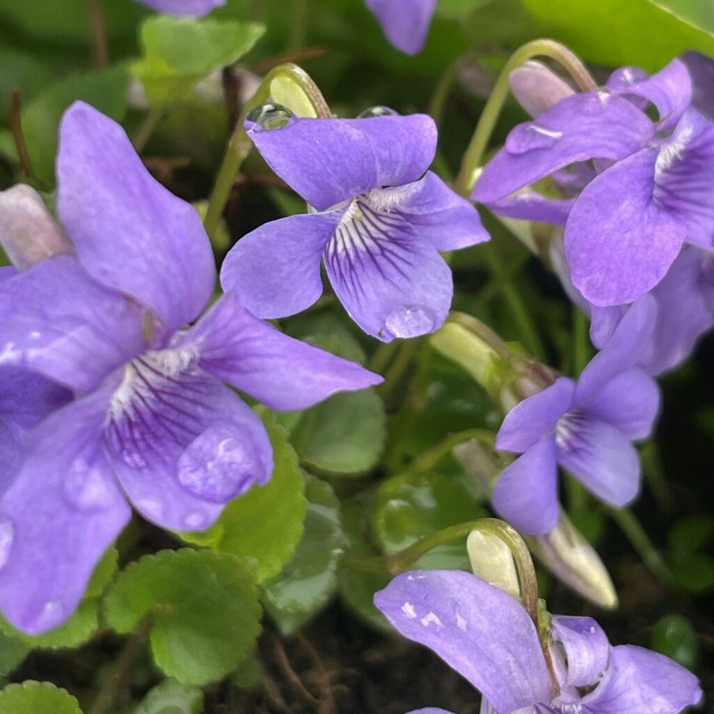 Common Dog Violet Seeds, Plugs & Pots | Turf Online
