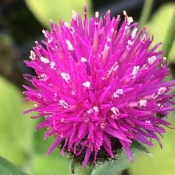 Lesser Knapweed Seeds, Plugs & Pots | TurfOnline