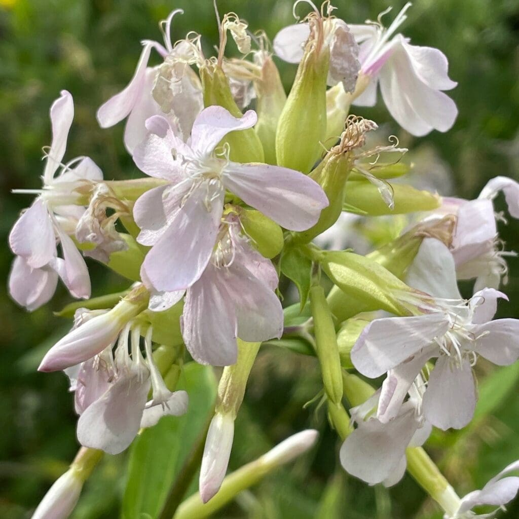 Soapwort Seeds, Plugs & Pots | Turf Online