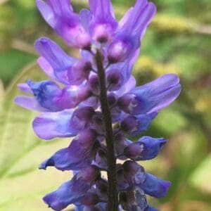Tufted Vetch Seeds, Plugs & Pots | Turf Online