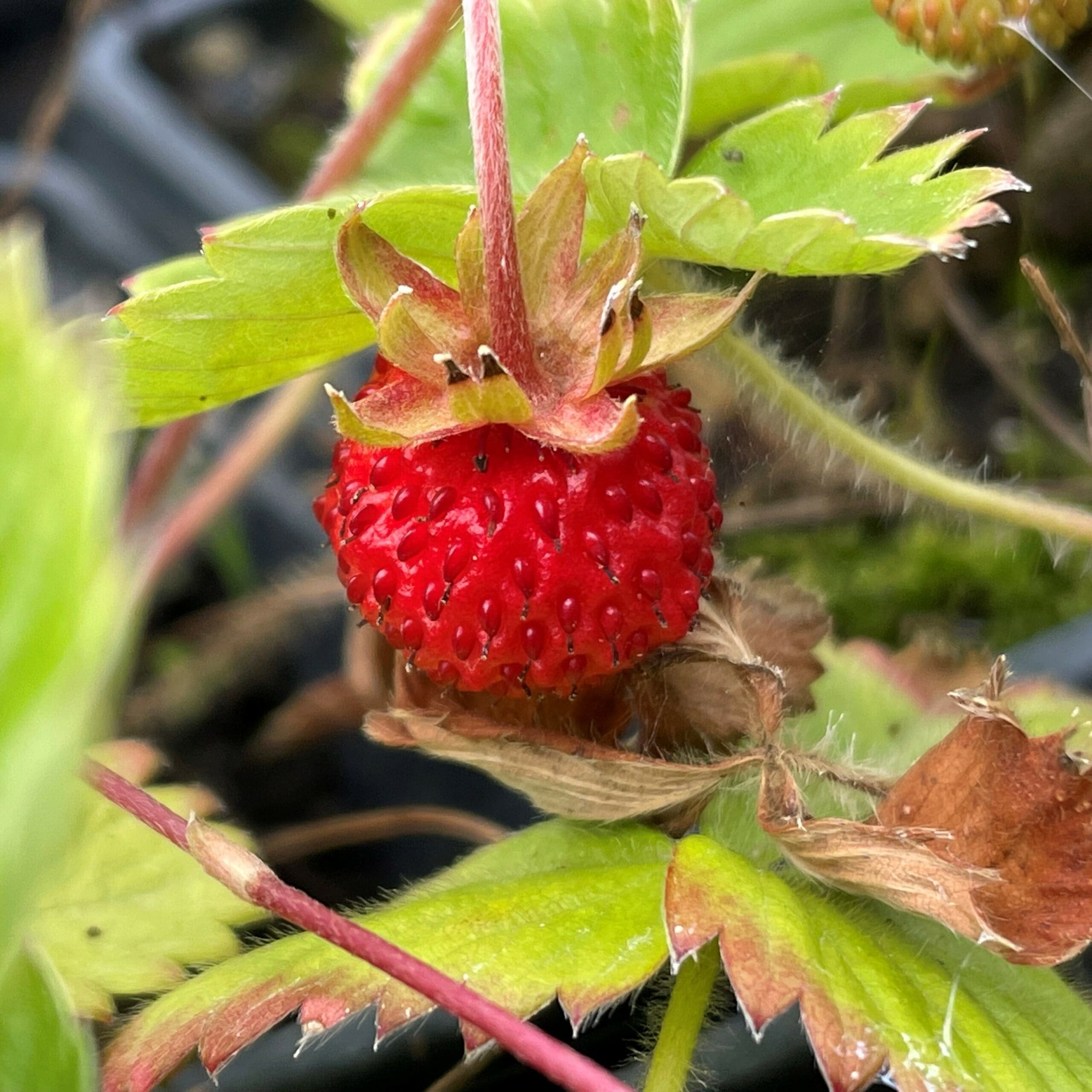Wild Strawberry Seeds, Plugs & Pots | Turf Online