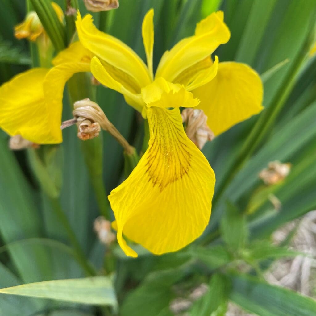 Yellow Iris Prinzess Viktoria Luise Iris | Old House Gardens