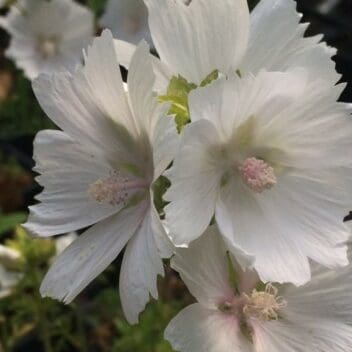 White Musk Mallow Seeds, Plugs & Pots | Turf Online