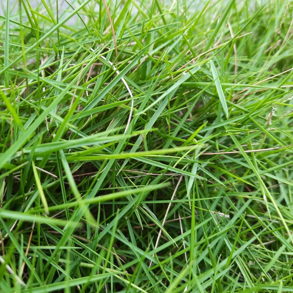 Grass Species | Turf Online