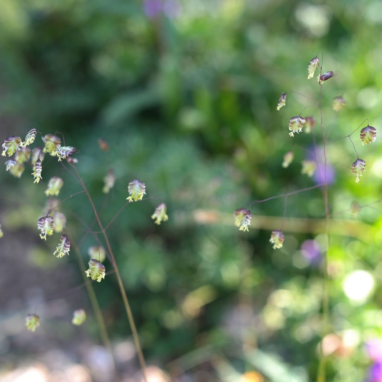 Grass Species | Turf Online