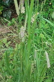 Grass Species | Turf Online