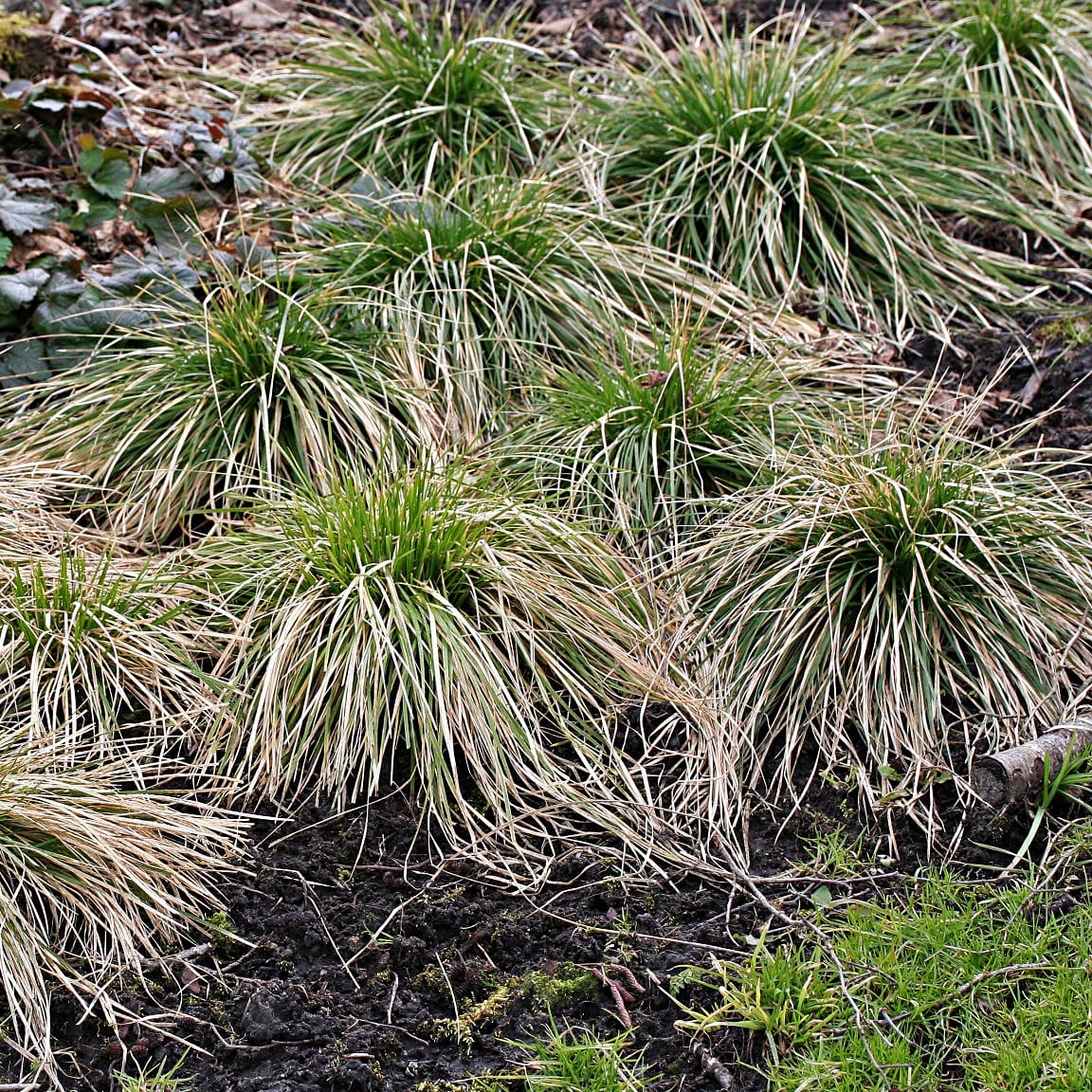 Grass Species | Turf Online