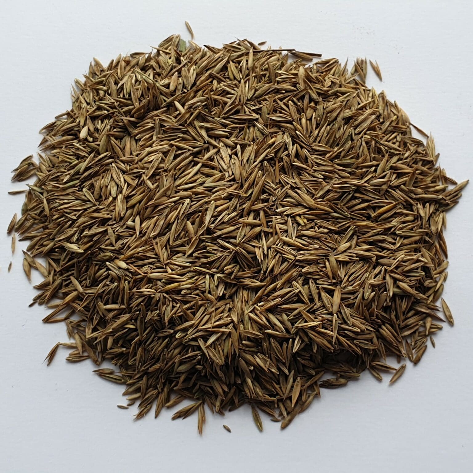Titan Turf Seed | Drought Tolerant Slow Growing Lawn Seed