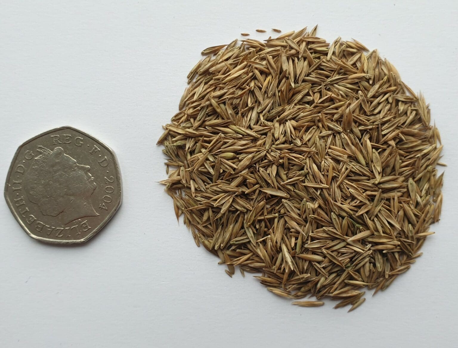 Titan Turf Seed | Drought Tolerant Slow Growing Lawn Seed