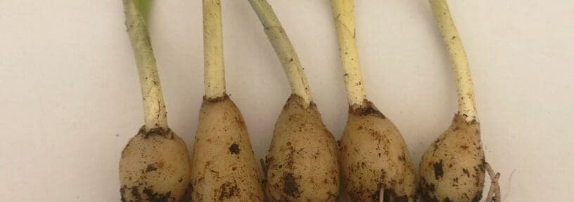 What do I do with Winter-Planting Bulbs? | Turf Online