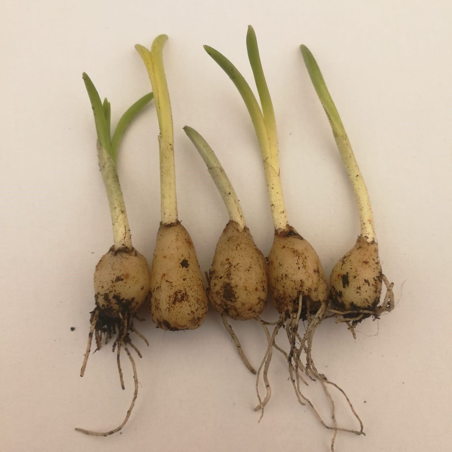 What do I do with Winter-Planting Bulbs? | Turf Online