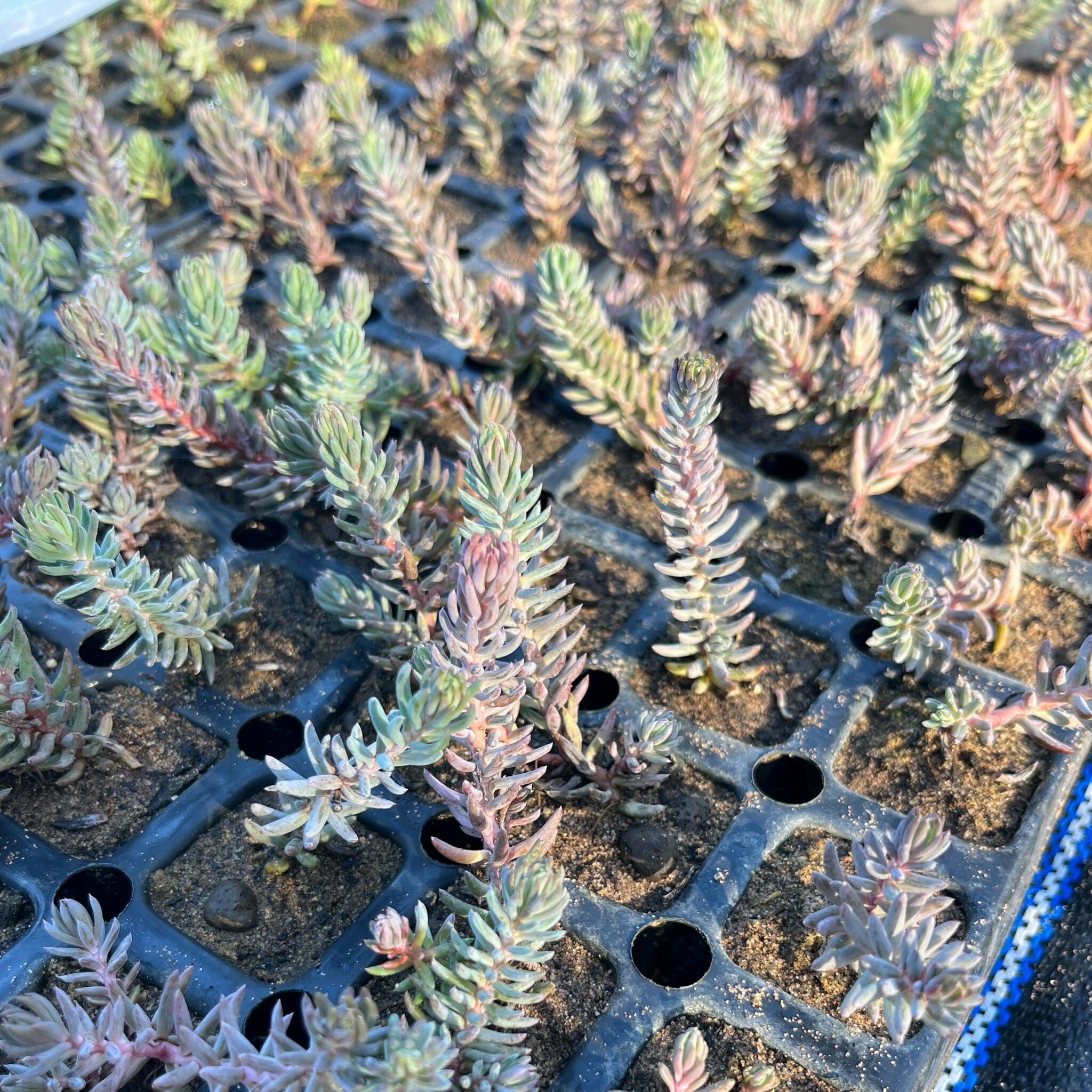 Sedum Reflexum Rupestre | Turf Online