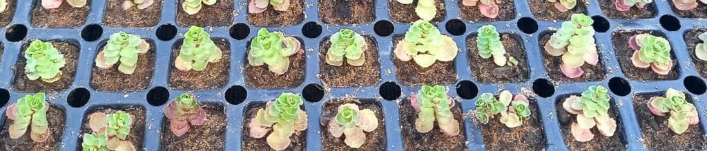 Wildflower Plug Plants | Turf Online