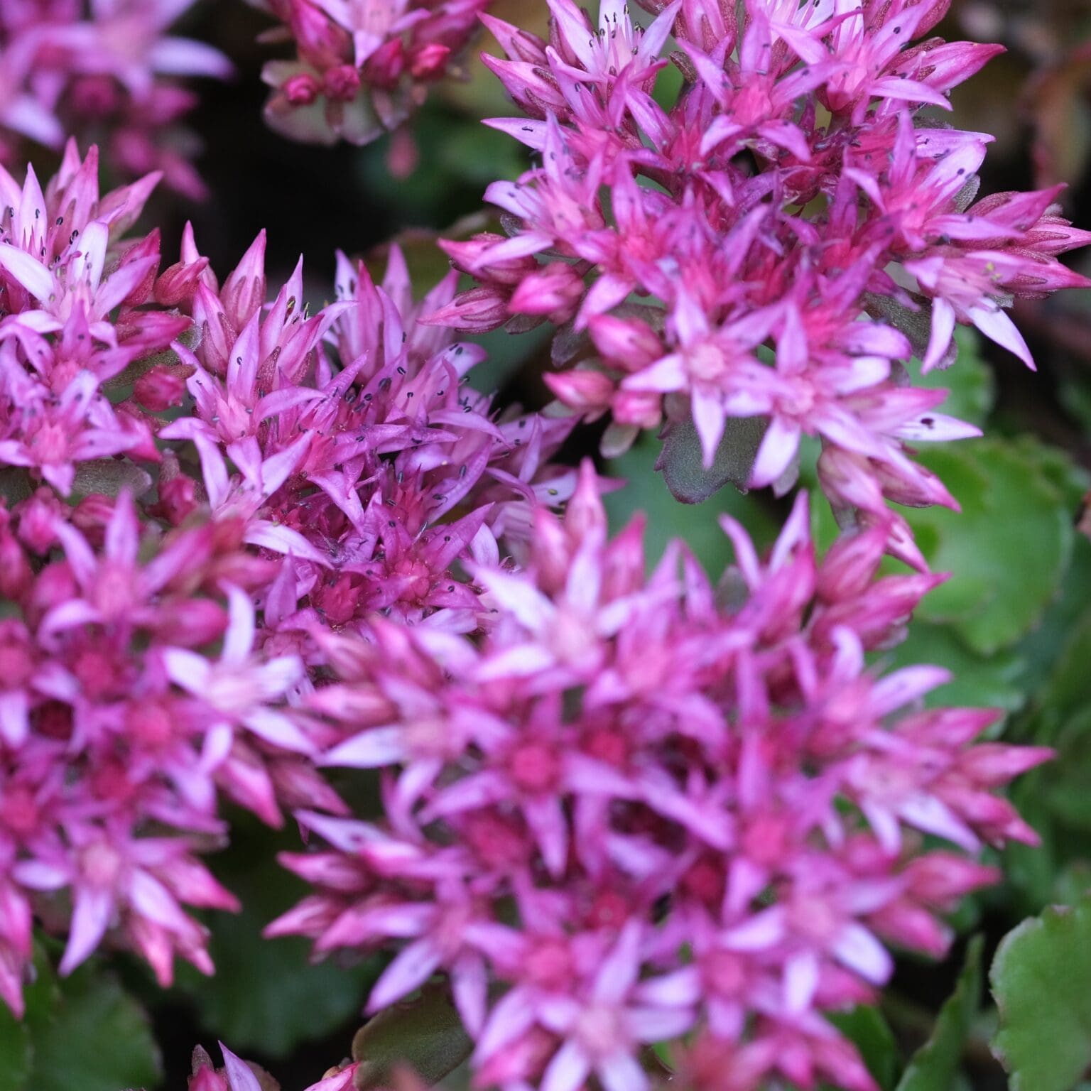 Sedum Spurium Summer Glory | Turf Online