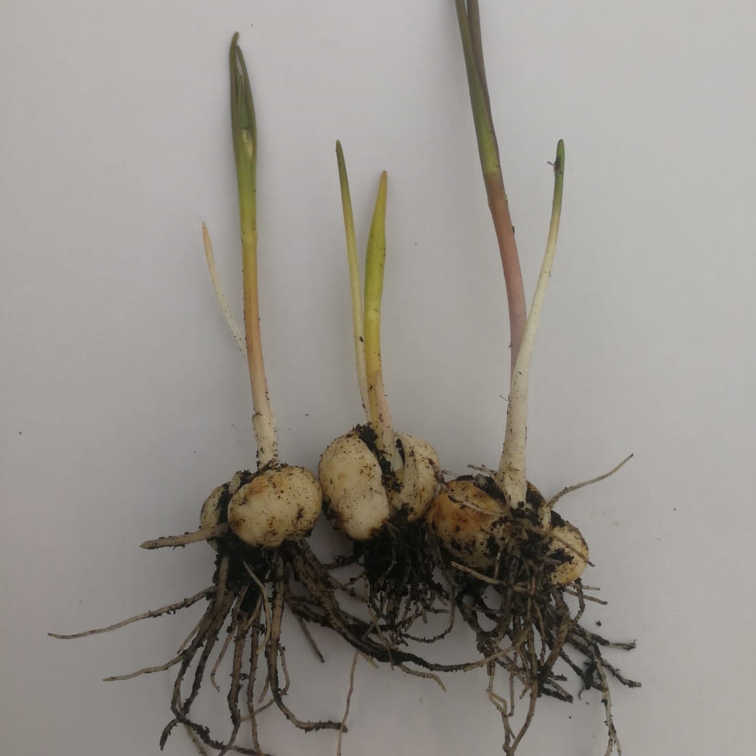 Bulbs & Meadowmat - Make it your way | Turf Online
