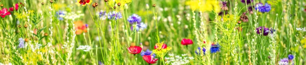 Wildflower Seeds - grow your own meadow | Turf Online