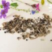 Favourite Perennial Wildflowers | TurfOnline