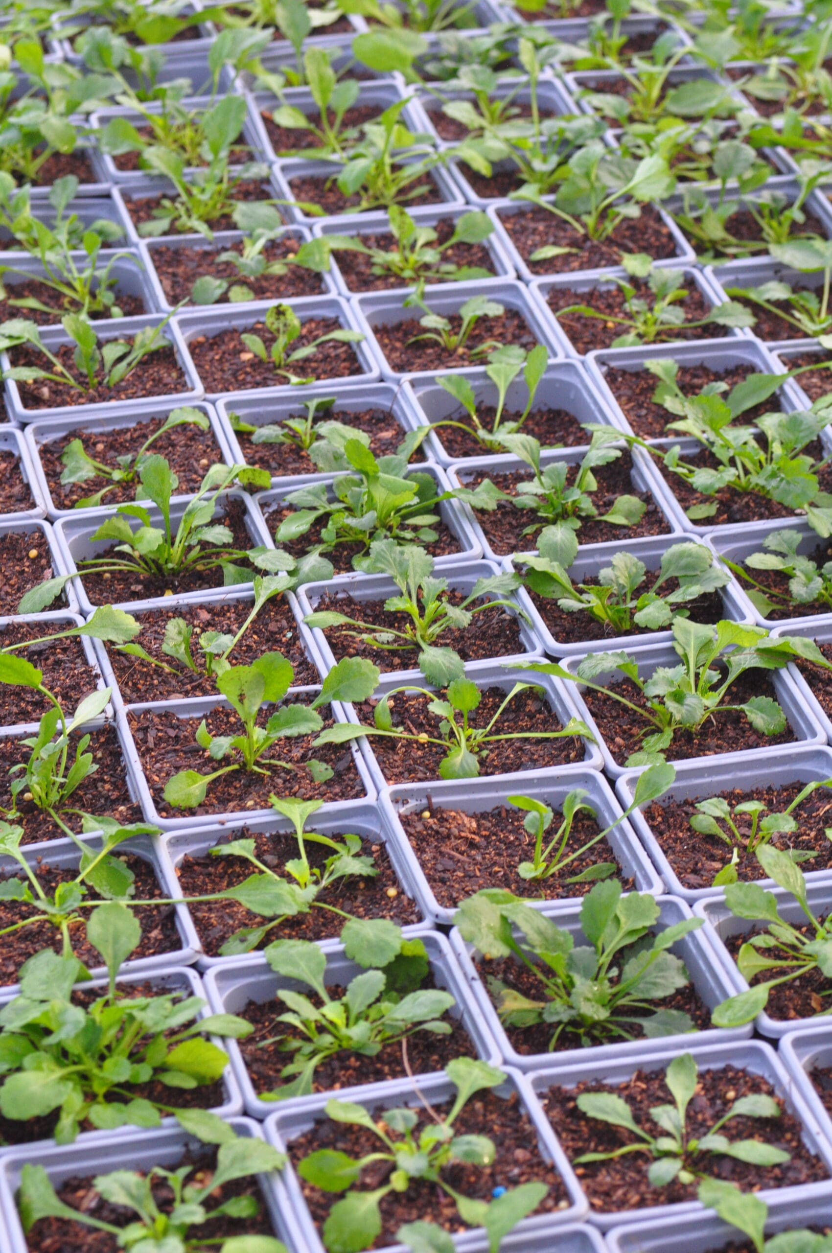 What can plug plants do for me? | Turf Online