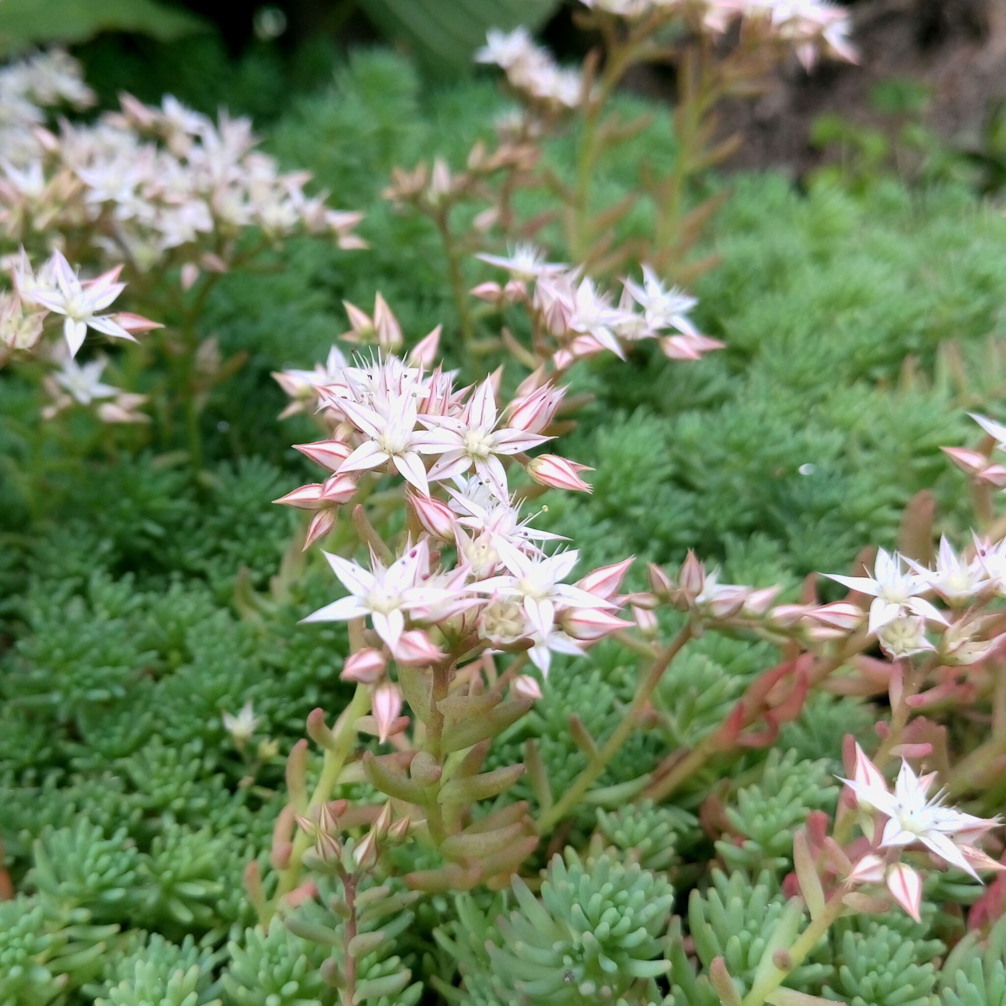 Sedum Album | Stonecrop | Turf Online
