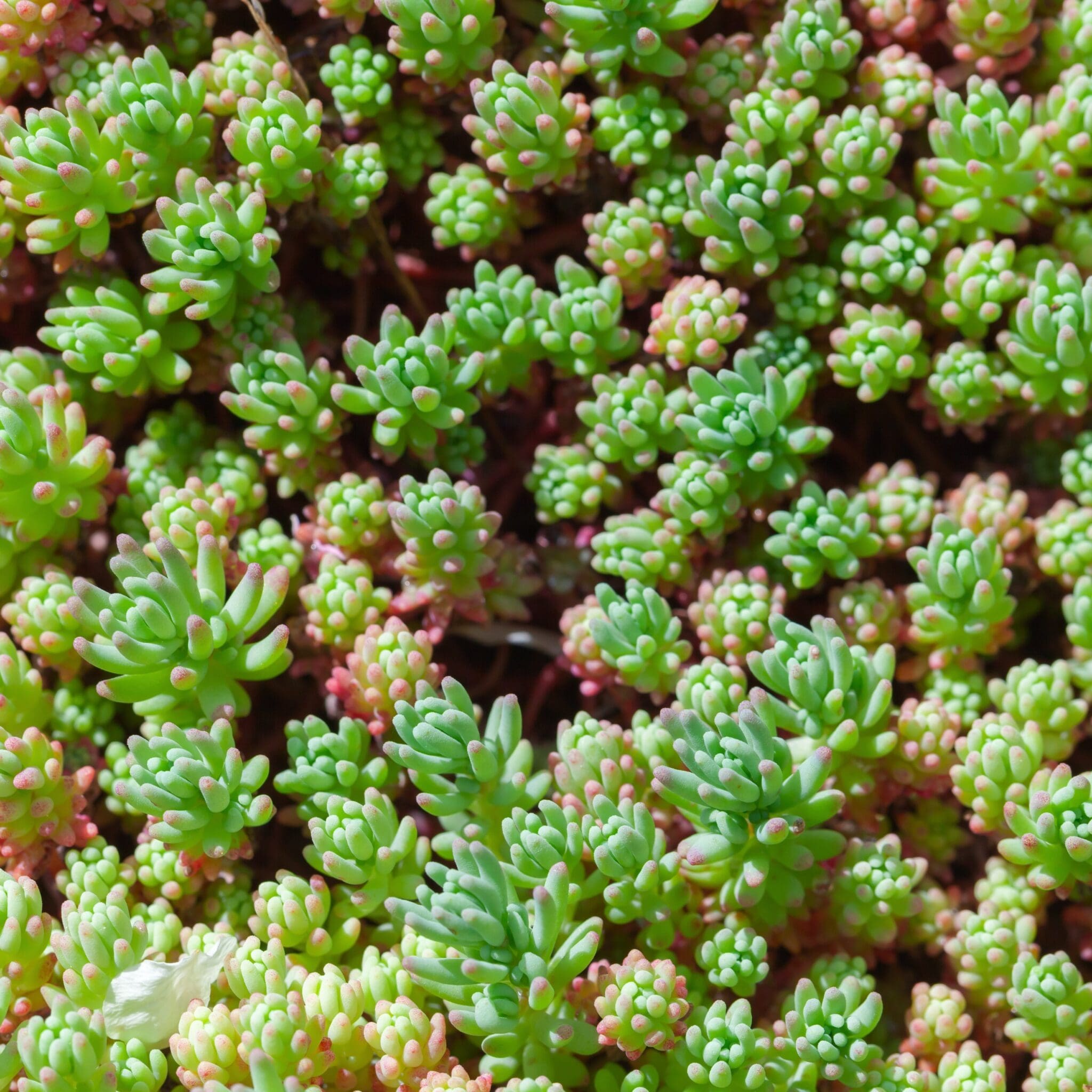 Sedum Sexangulare | Tasteless Stonecrop | Turf Online
