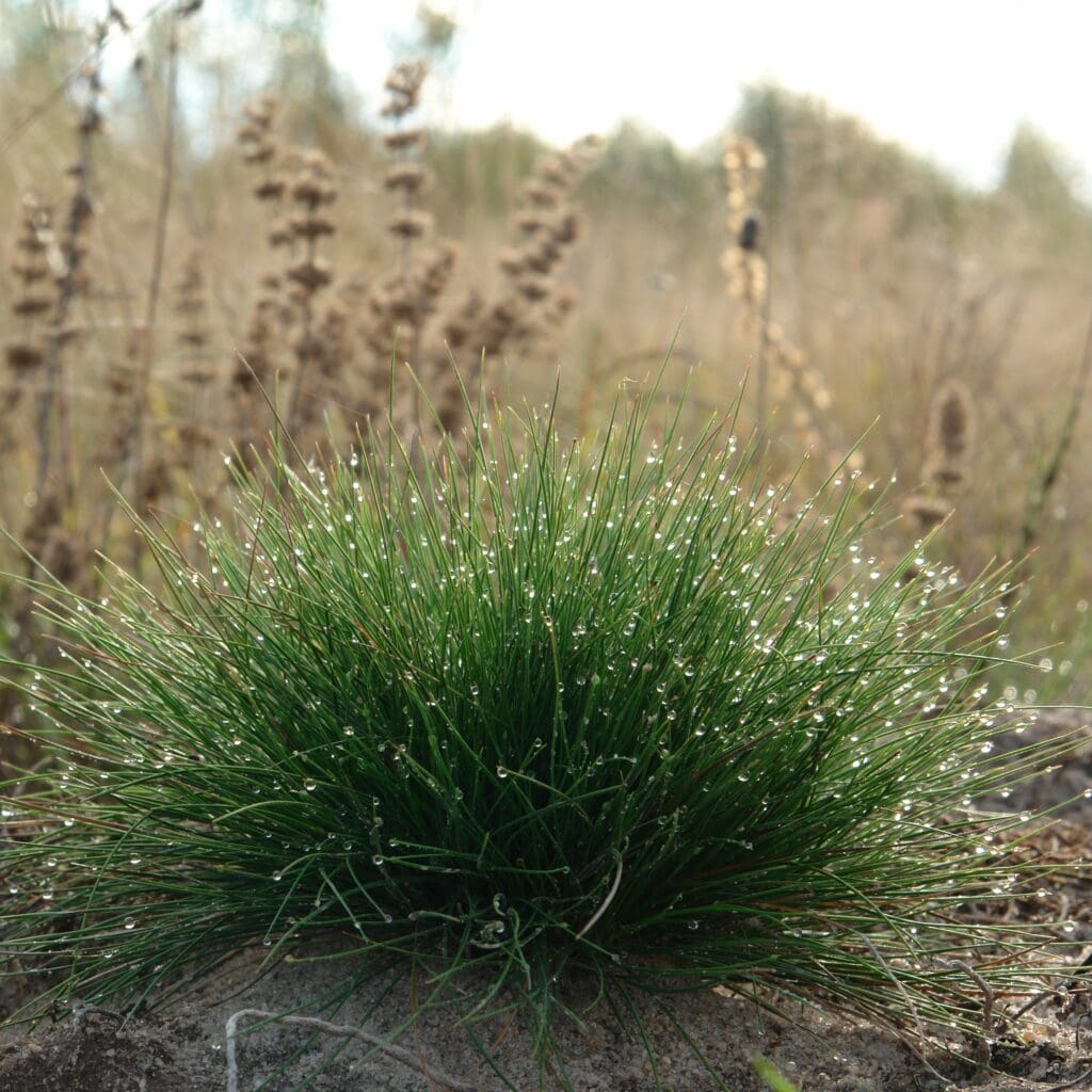 Sheep's Fescue Seeds, Plugs & Pots | Turf Online