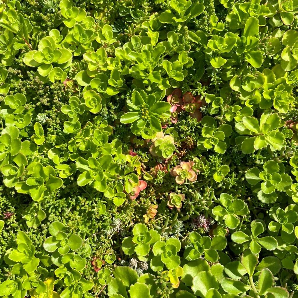 Mixed Sedum Plug Plants | Turf Online