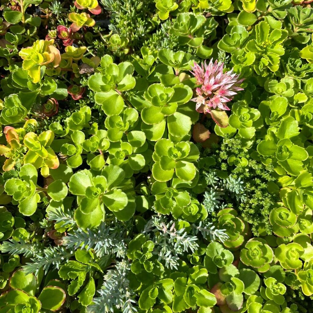 Mixed Sedum Plug Plants | Turf Online