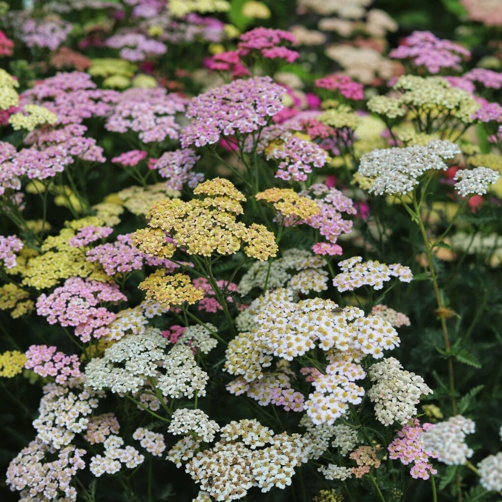 Coloured Yarrow Seeds, Plugs & Pots | Turf Online