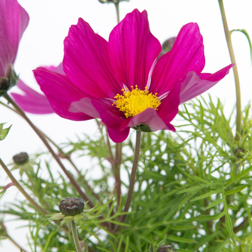 Cosmos bipinnatus Seeds, Plugs & Pots | Turf Online