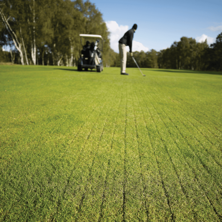 DLF Masterline PM13 Fescue Green Seed Mix 20Kg | Turf Online