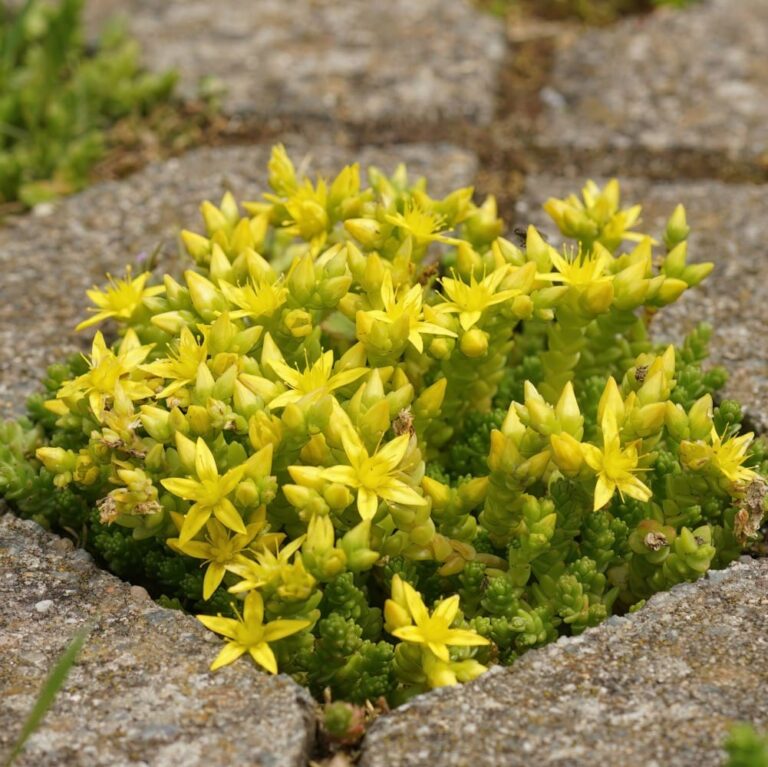 Sedum Plugs & Plants | Turf Online