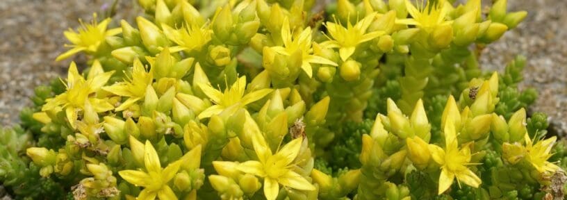 Time to feed your sedum | Turf Online